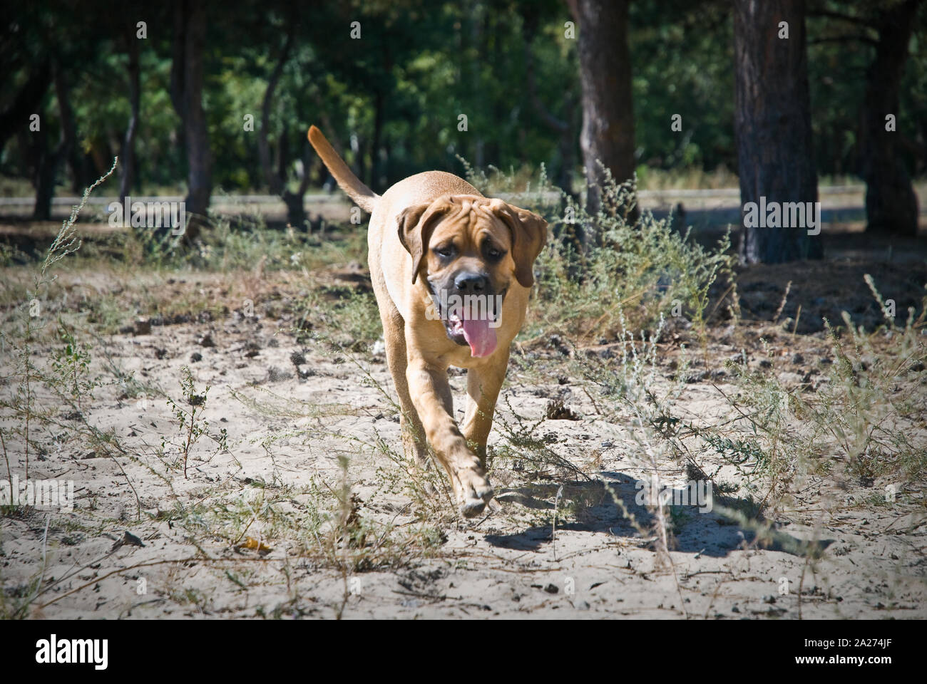Happy dog running outdoor Stock Photo - Alamy