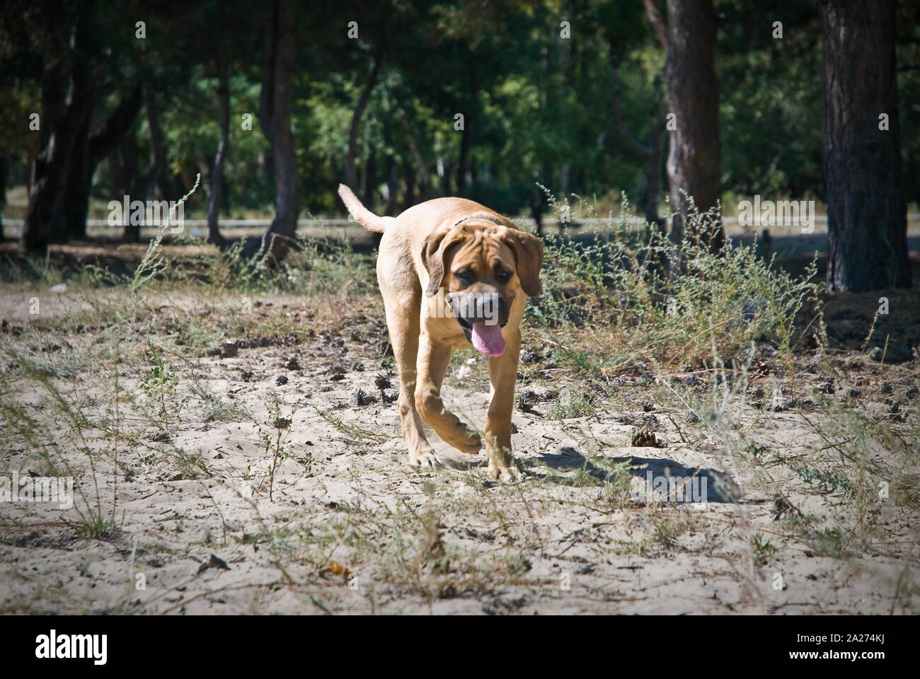Happy dog running outdoor Stock Photo - Alamy