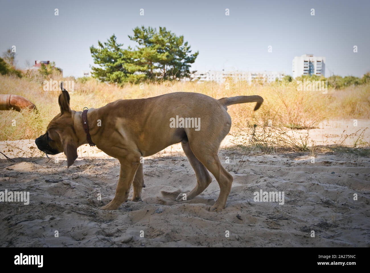 Happy dog running outdoor Stock Photo - Alamy