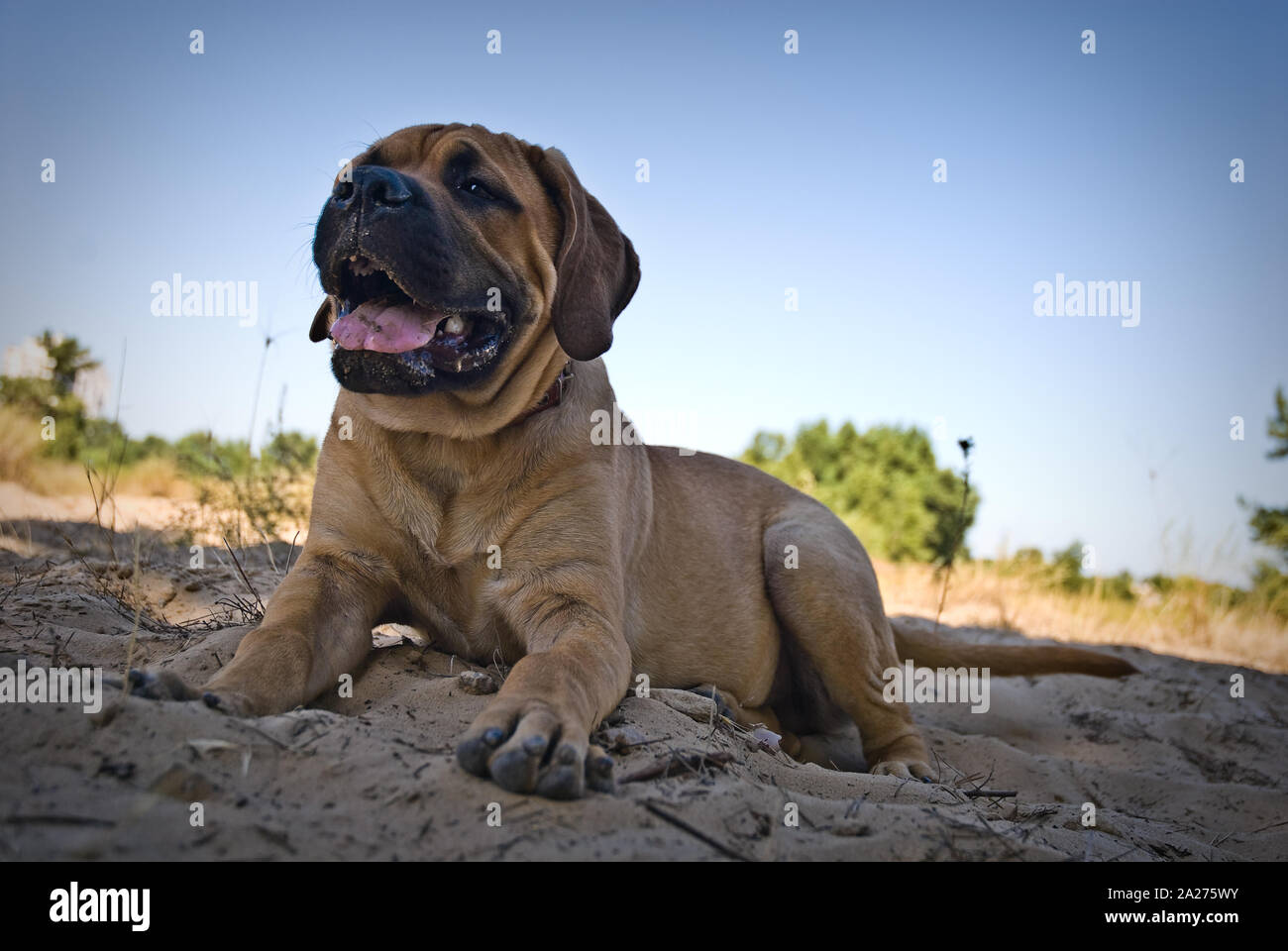 Happy dog running outdoor Stock Photo - Alamy