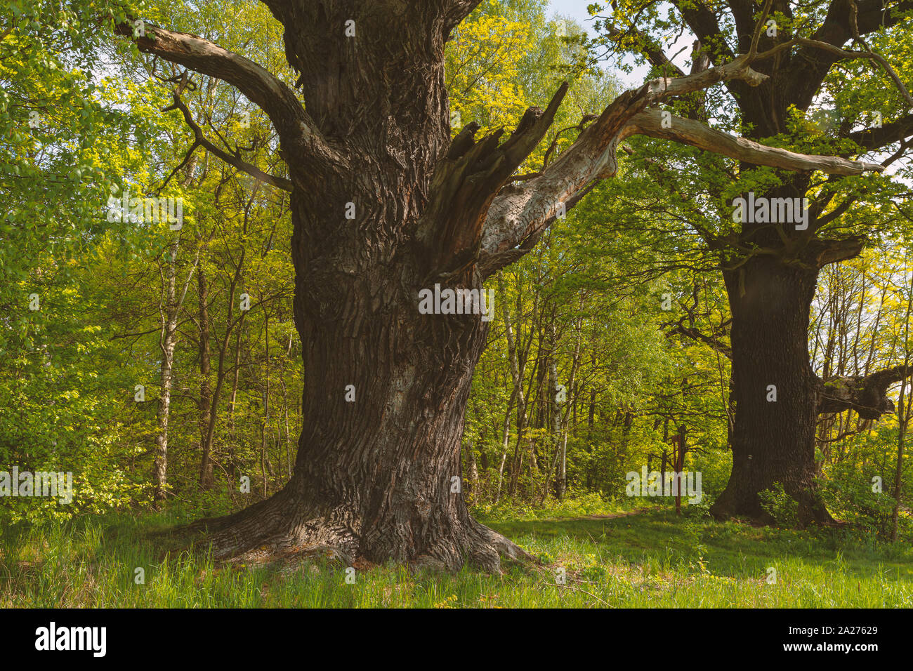Old and huge oak tree standing alone in a forest clearing Stock Photo ...