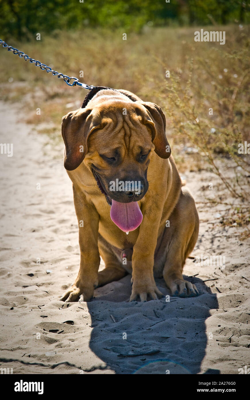 Happy dog running outdoor Stock Photo - Alamy