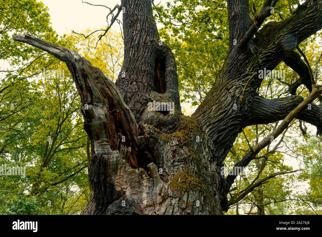Old and huge oak tree standing alone in a forest clearing Stock Photo ...