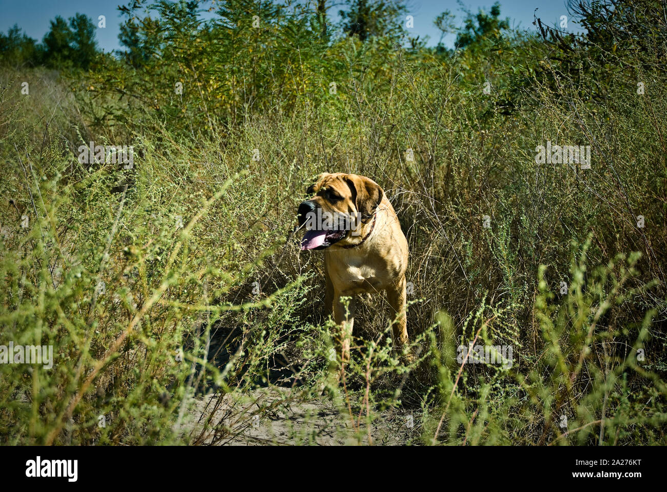Happy dog running outdoor Stock Photo - Alamy