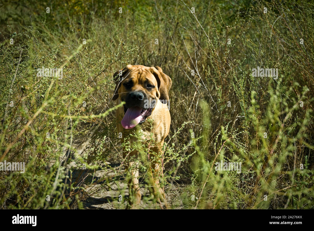 Happy dog running outdoor Stock Photo - Alamy
