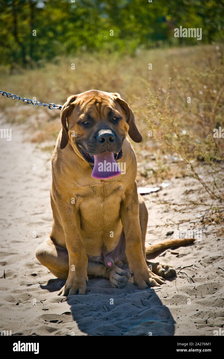 Happy dog running outdoor Stock Photo - Alamy