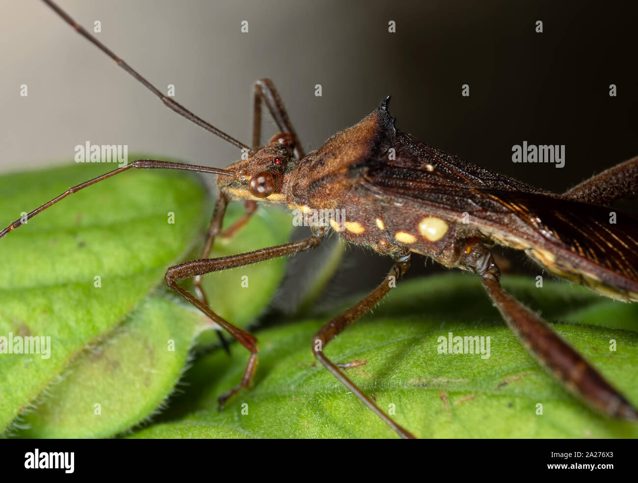 Macro Photography of Assassin Bug on Green Leaf Stock Photo - Alamy