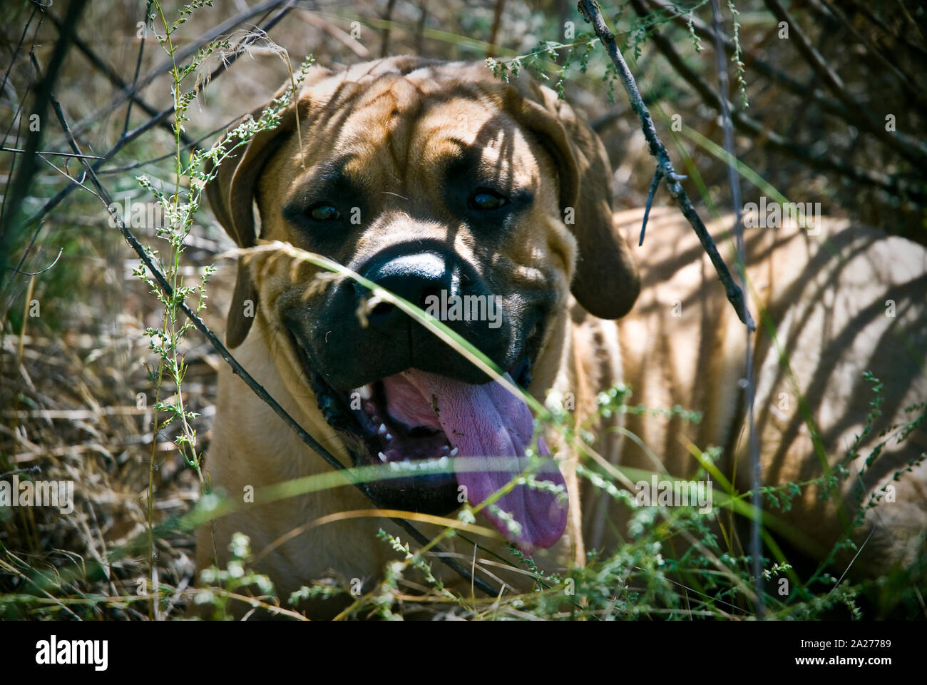 Happy dog running outdoor Stock Photo - Alamy