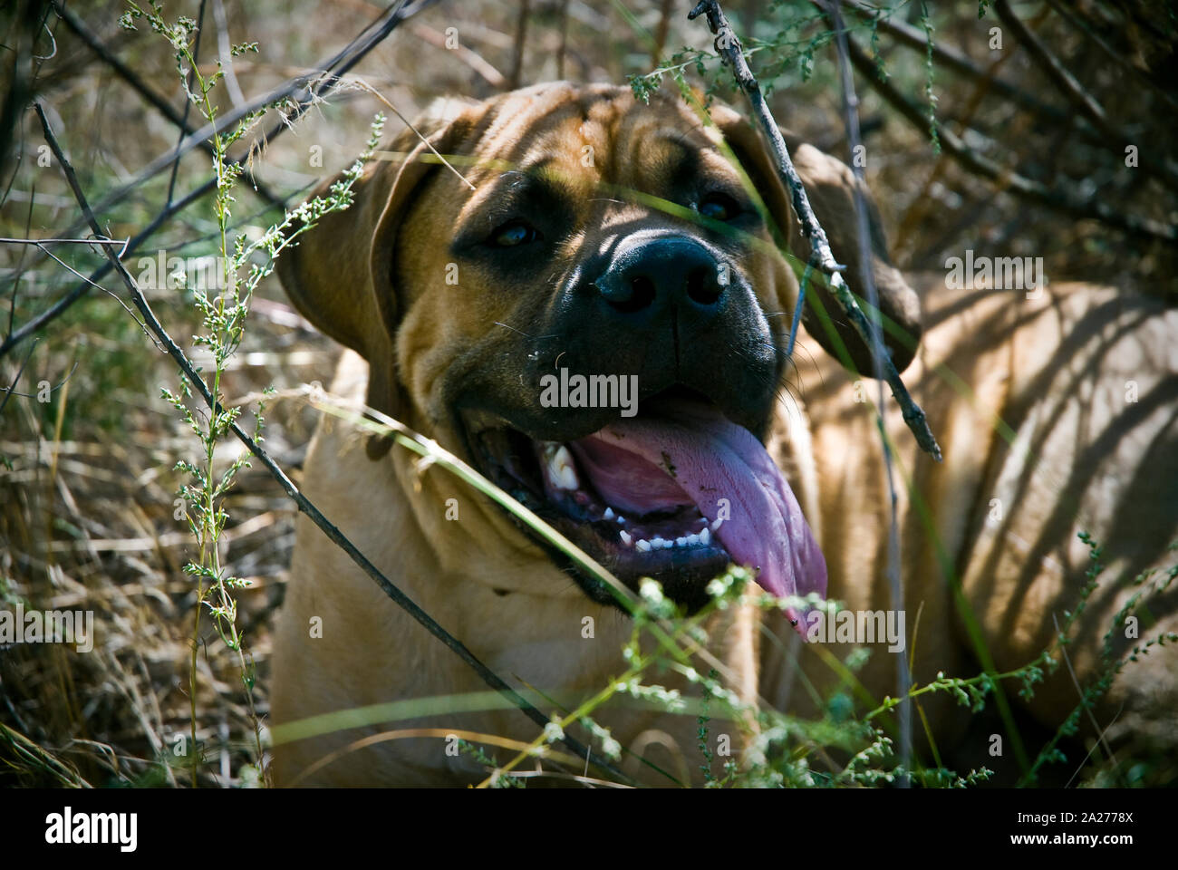 Happy dog running outdoor Stock Photo - Alamy