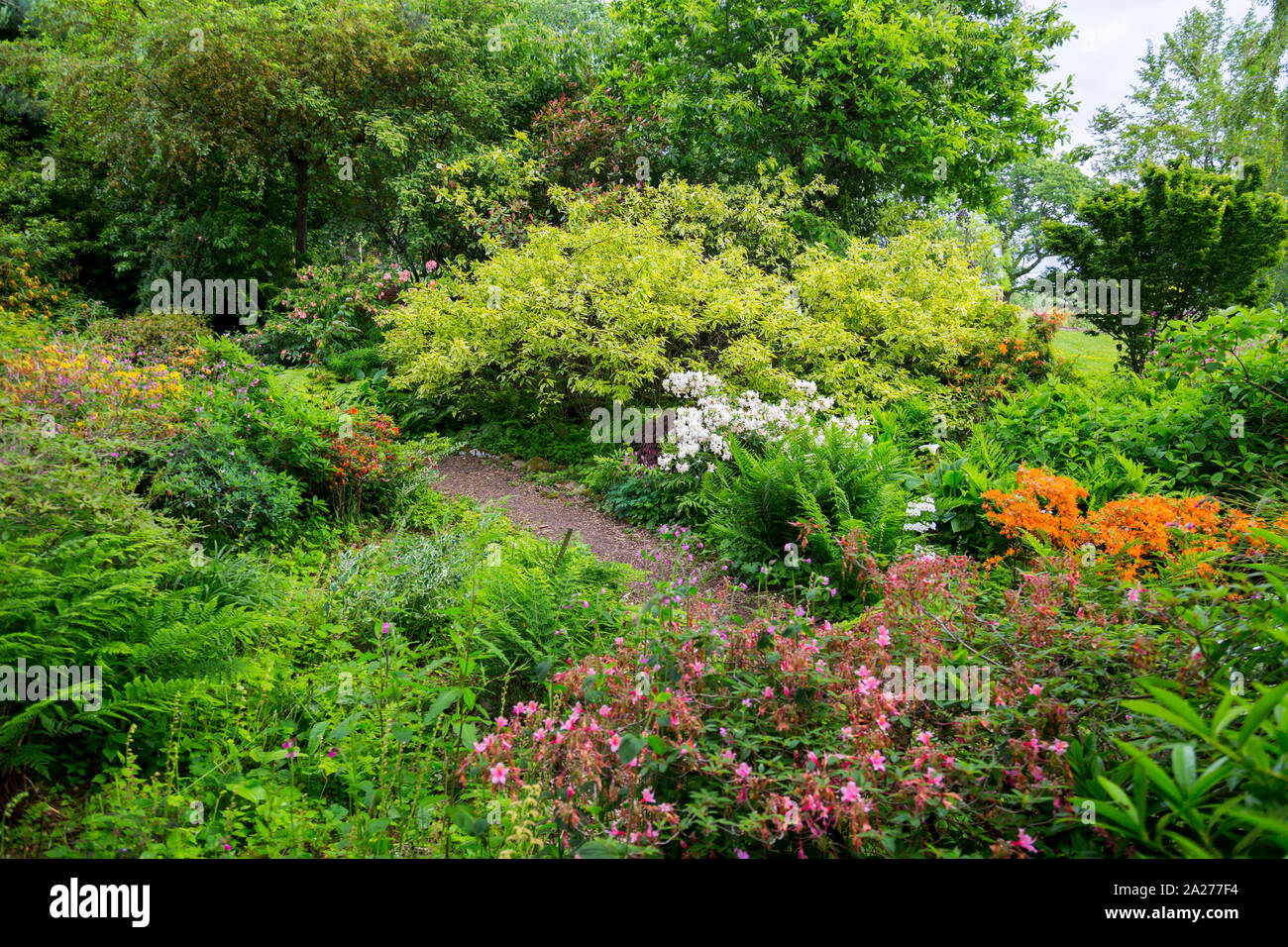 The Azalea Glade is full of spring colour at Burrow Farm Gardens, near ...
