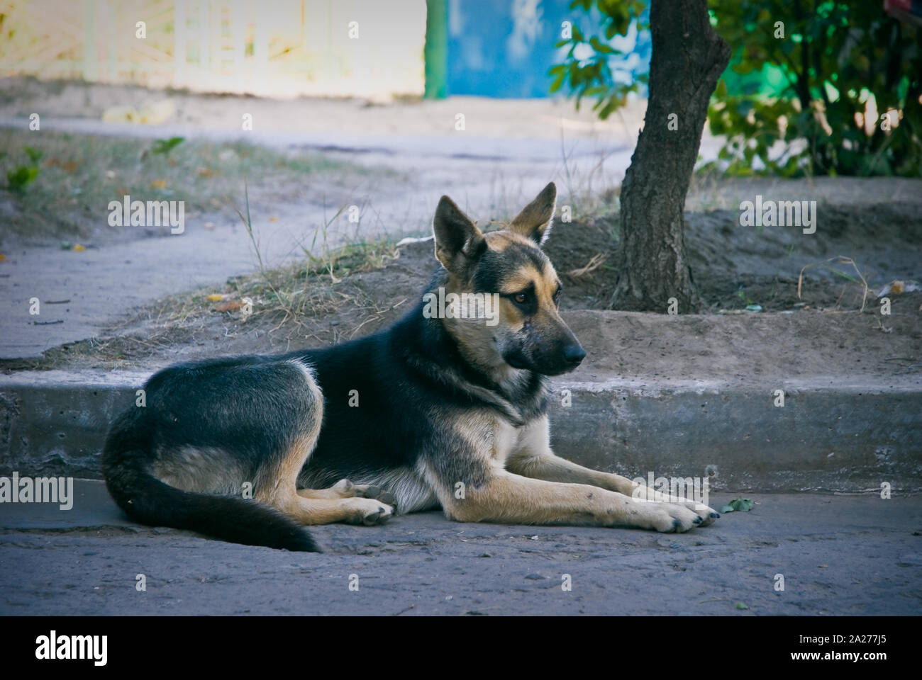 Happy dog running outdoor Stock Photo - Alamy