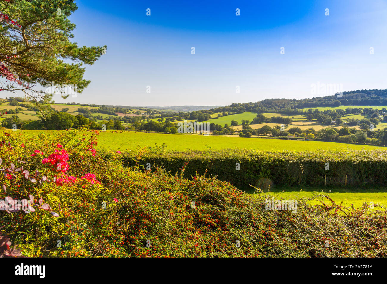 Gazing over the hedge at the rolling Devon countryside from Burrow Farm ...