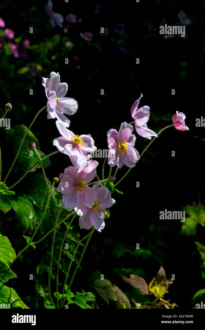 Japanese Anemones in the autumn sunshine at Burrow Farm Gardens, near ...