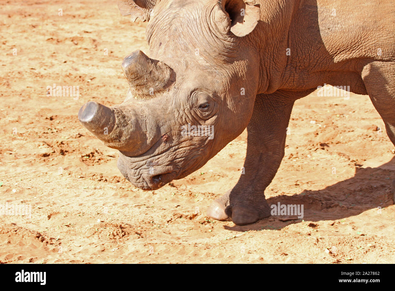 Black rhinoceros, Victoria Falls Private Game Reserve Black Rhino ...