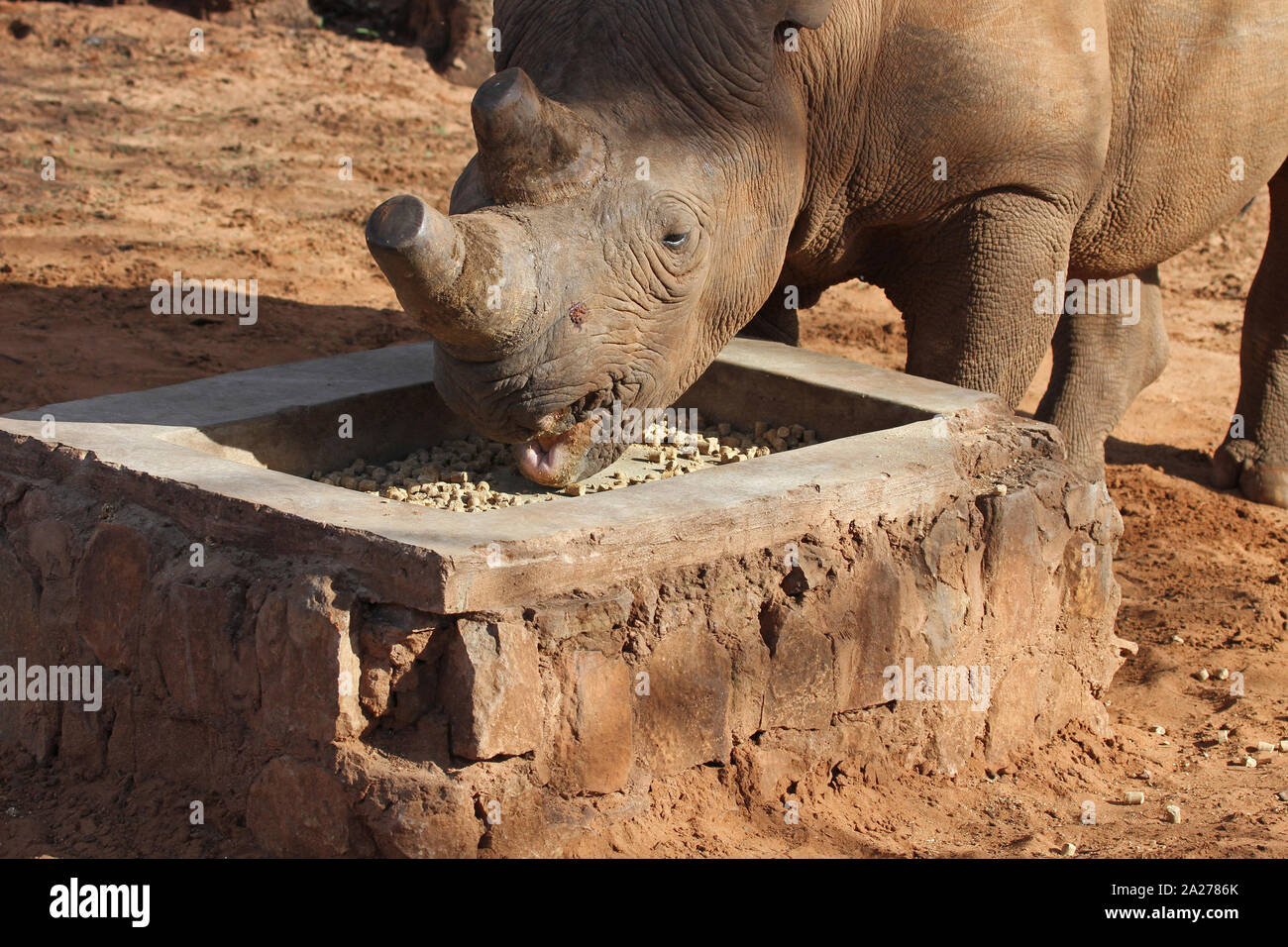 Black rhinoceros eating food from a feeding trough, Victoria Falls ...