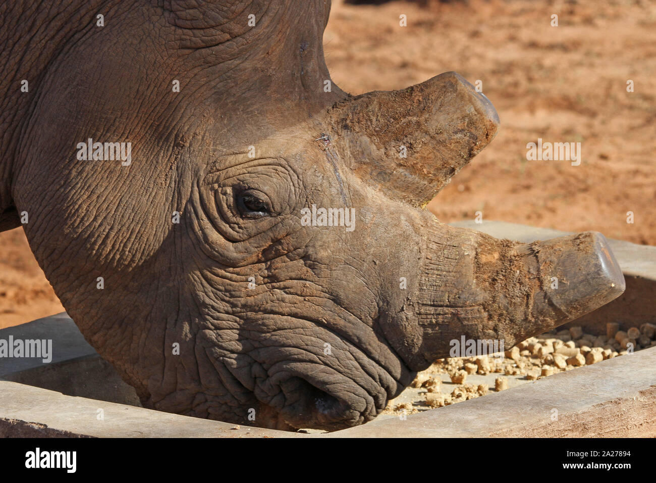 Black rhinoceros eating food from a feeding trough, Victoria Falls ...
