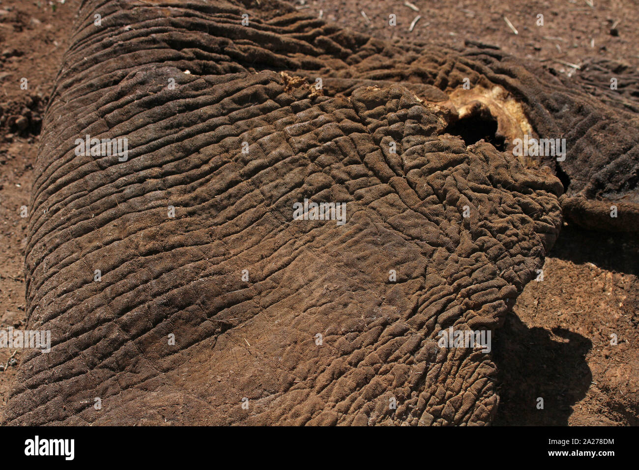 Elephants carcass hi-res stock photography and images - Alamy