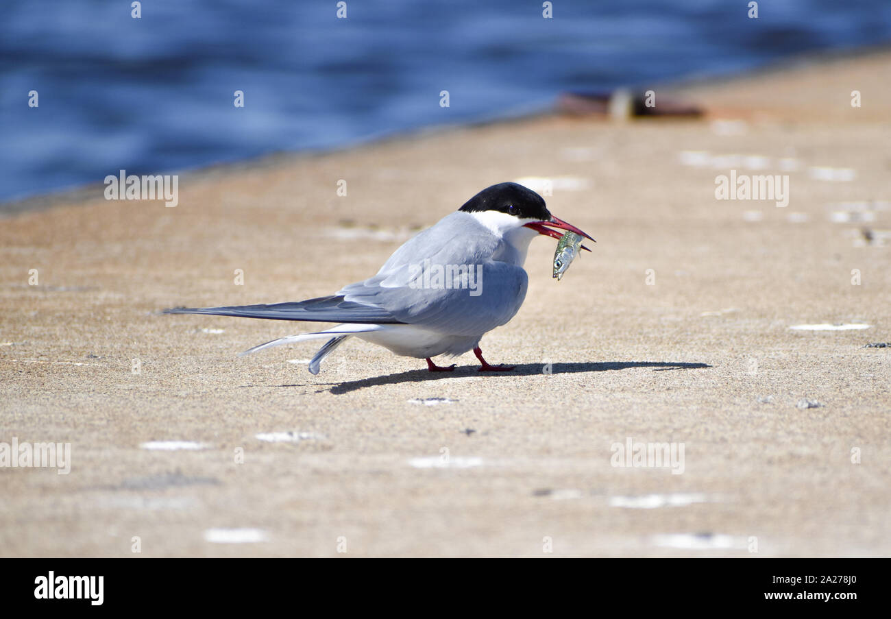 Common Tern Sterna hirundo, with a fish in it´s mouth Stock Photo - Alamy