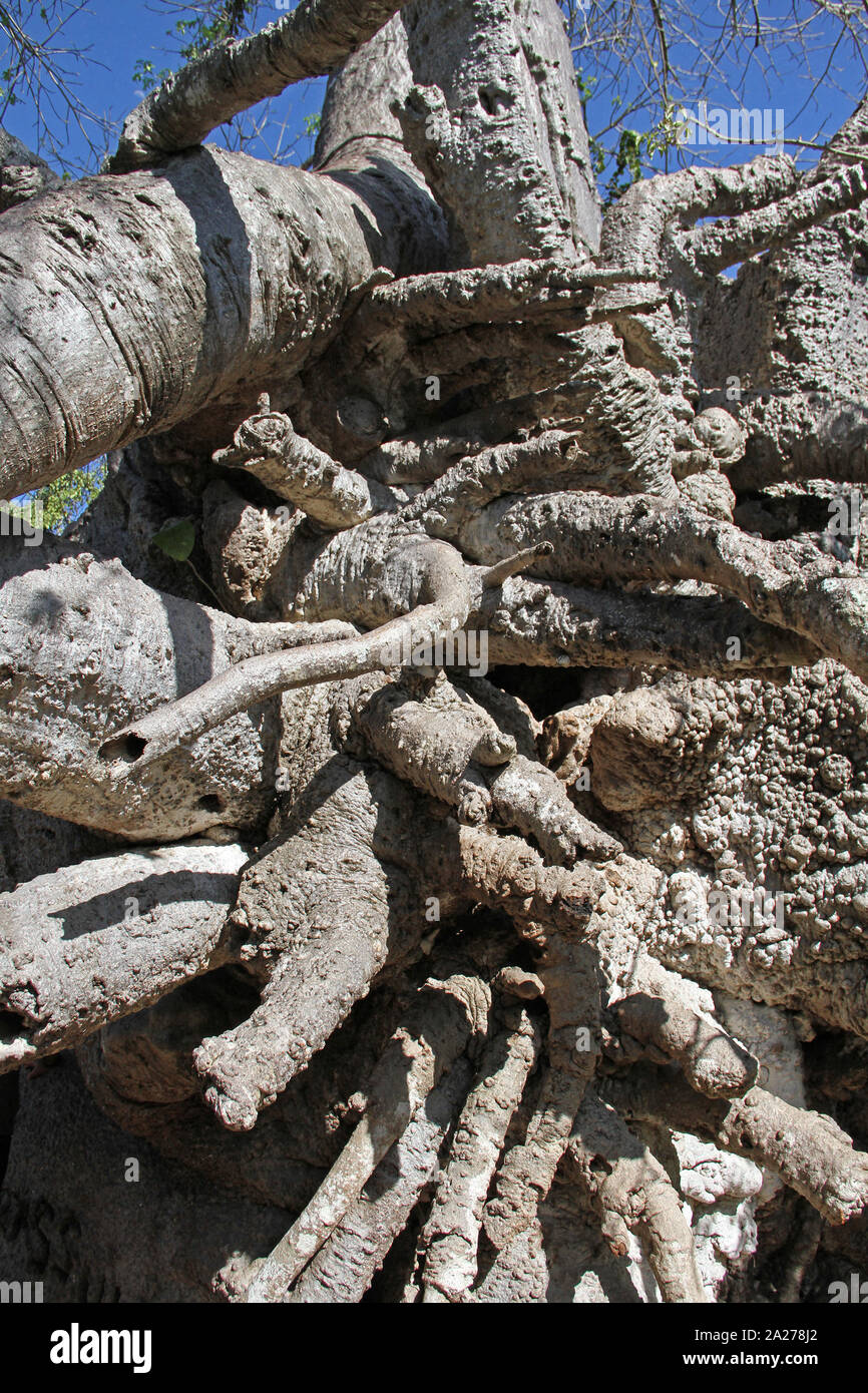 Close-up of roots and branches of a baobab tree, adansonia digitata ...