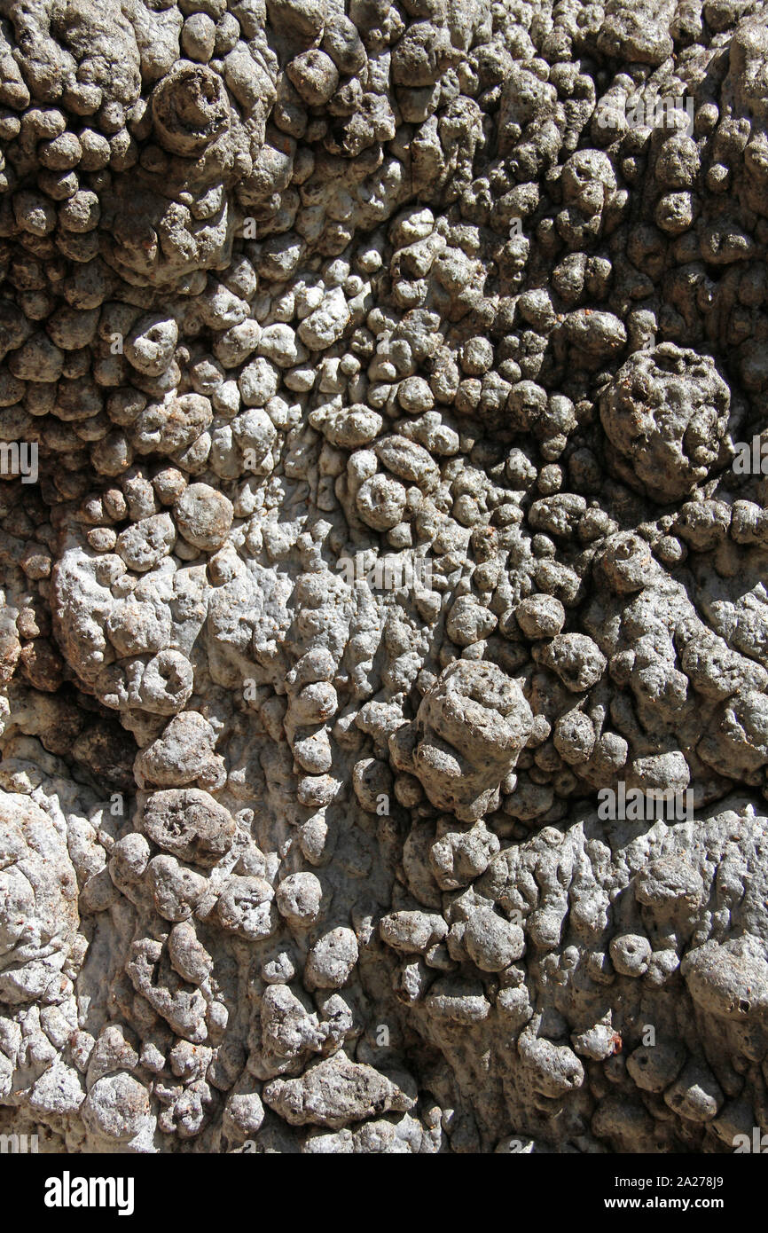 Close-up of bubbly bark of a baobab tree, adansonia digitata, Zanzibar ...