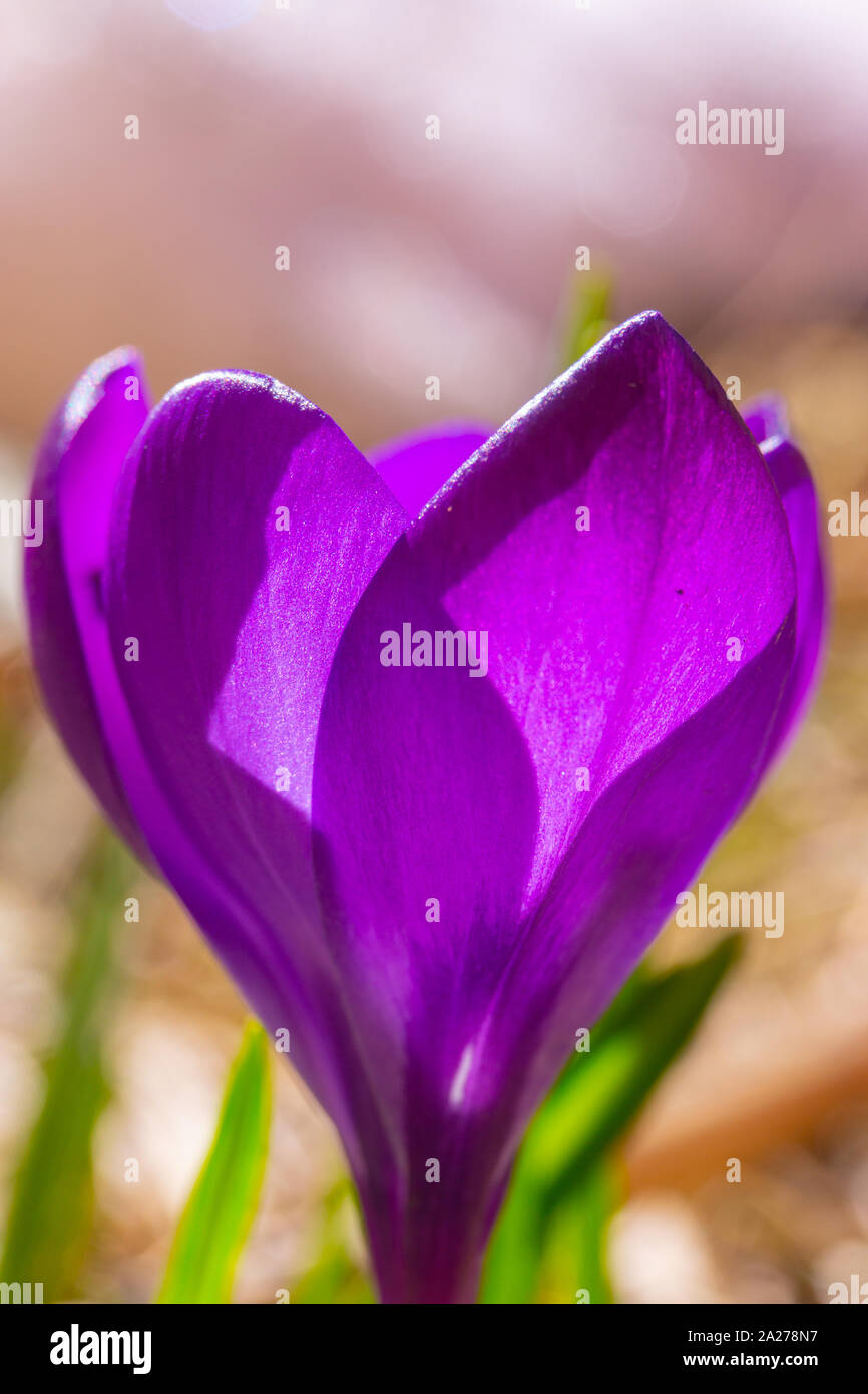 purple spring crocus flowers, Crocus sativus Stock Photo - Alamy