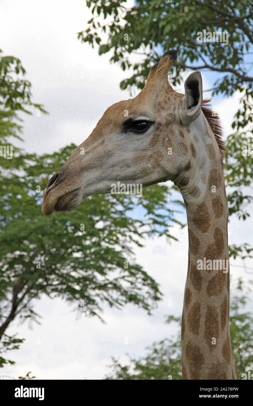 African giraffe head, Zimbabwe Stock Photo - Alamy