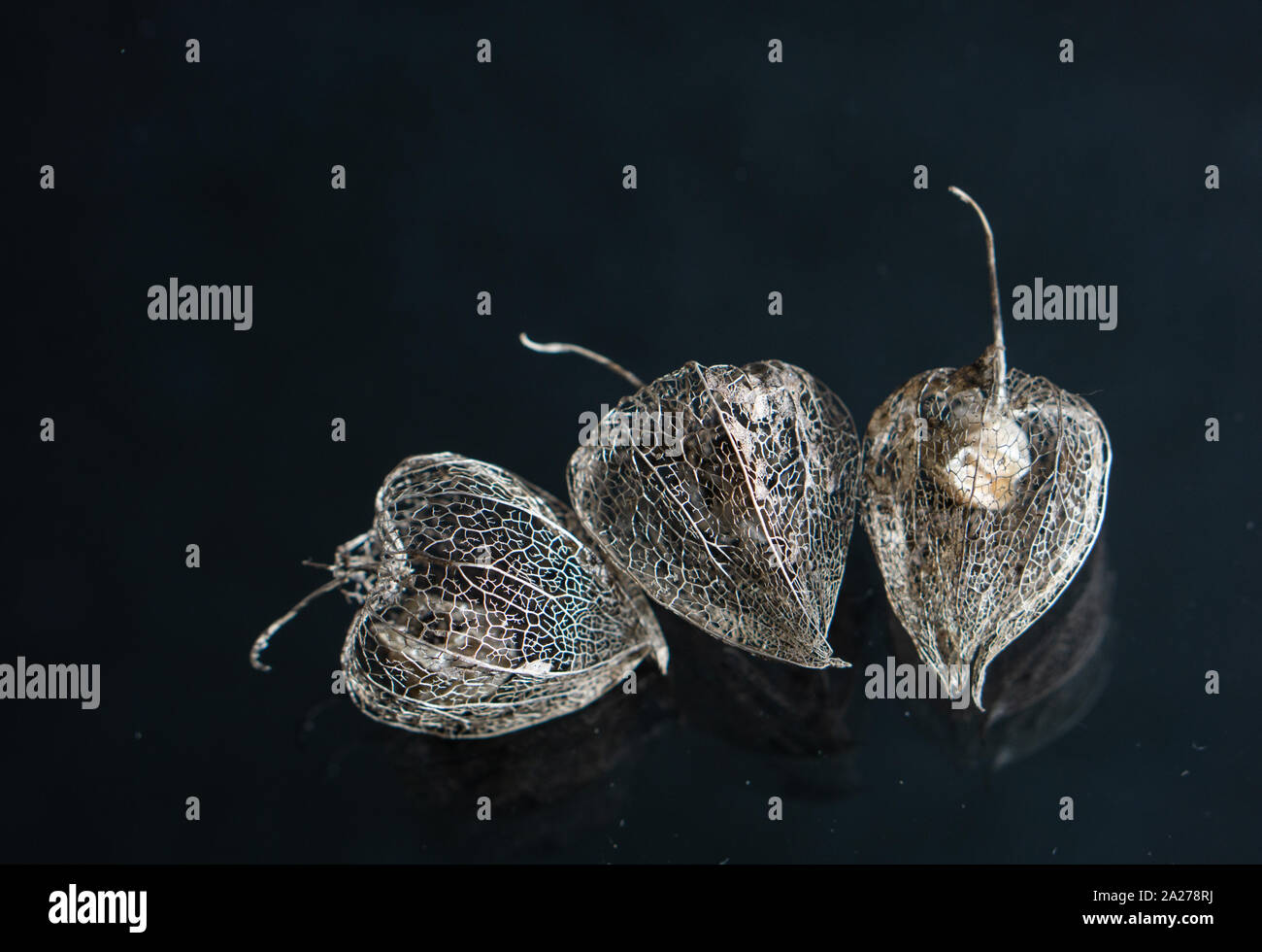 Physalis alkekengi (bladder cherry, Chinese lantern, Japanese-lantern ...