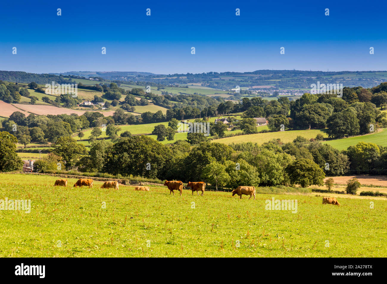 Shute devon High Resolution Stock Photography and Images - Alamy