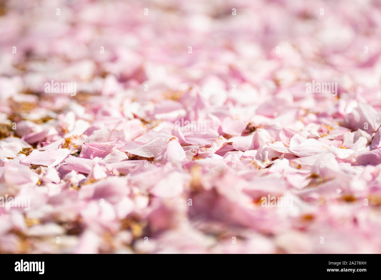 Cherry blossom petals on ground hi-res stock photography and images - Alamy