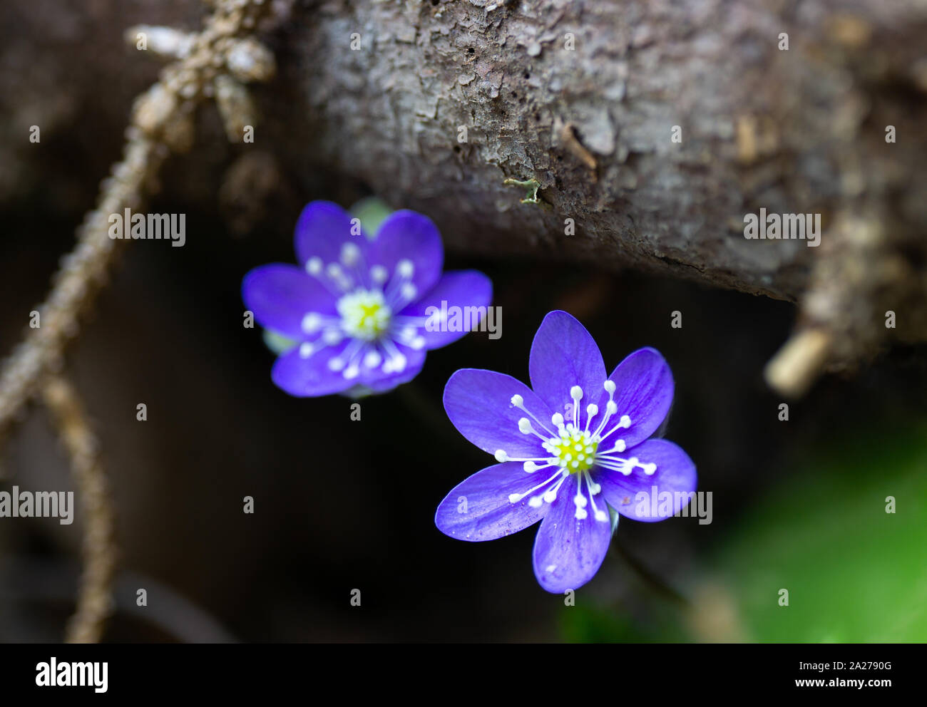 Hepatica nobilis peeking up from under a tree trunk Stock Photo - Alamy