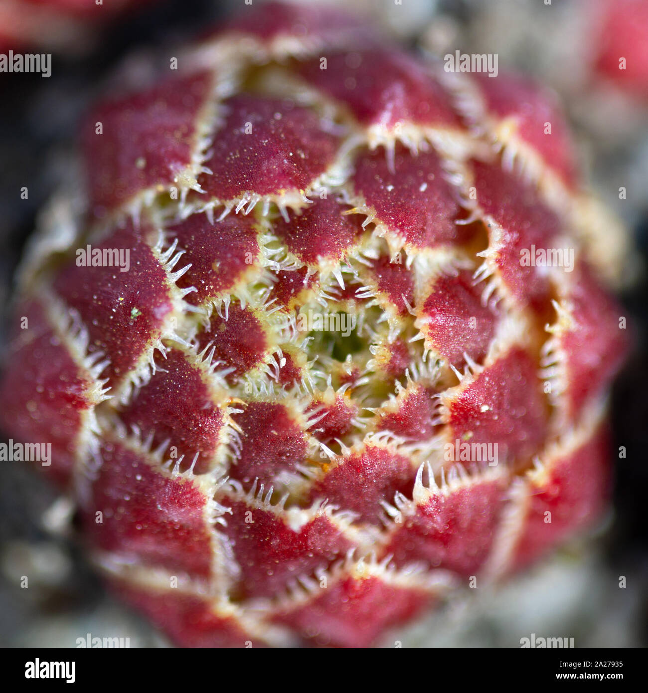 Red leaf plant hi-res stock photography and images - Alamy