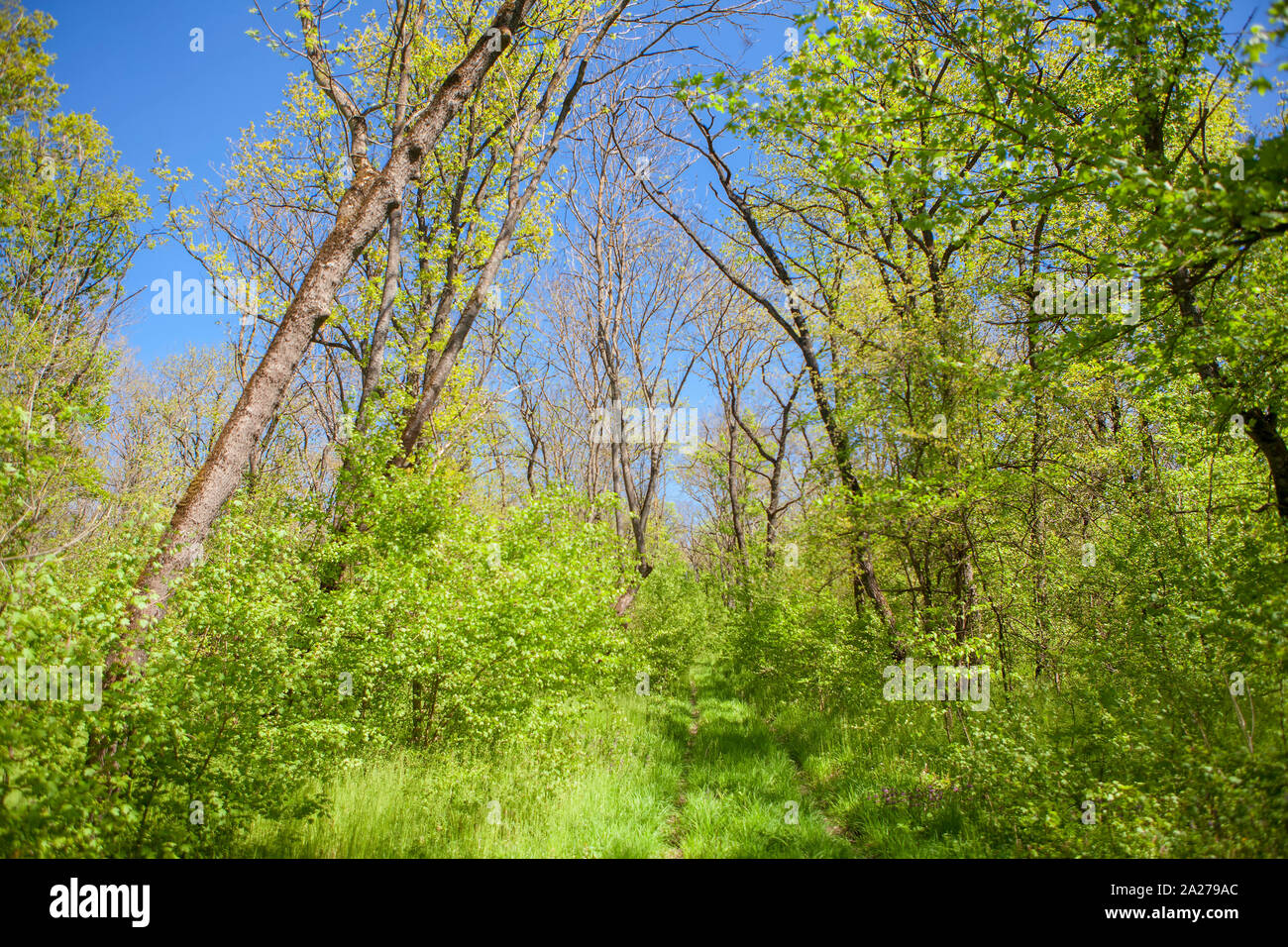 fresh spring nature with green trees Stock Photo - Alamy