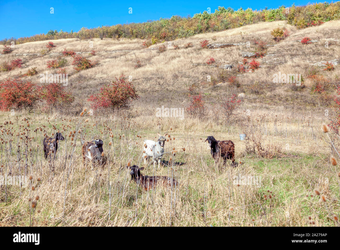 group of goats on the meadow in autumn Stock Photo - Alamy