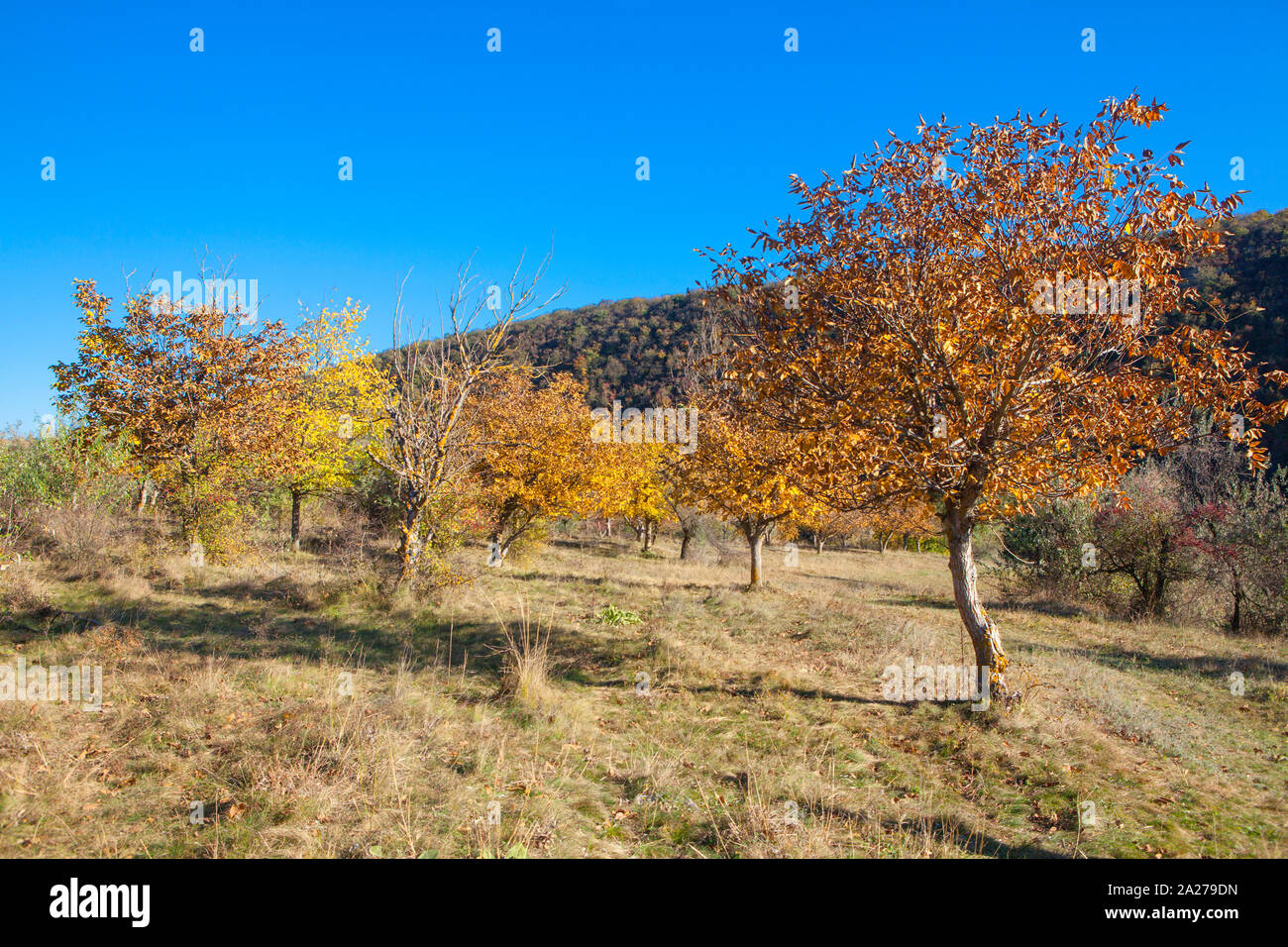 walnut trees in autumn season Stock Photo - Alamy