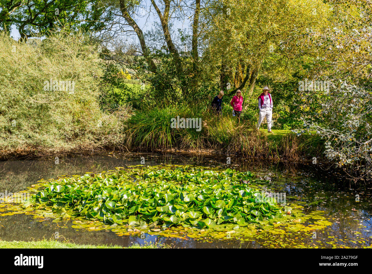 The lake at Burrow Farm Gardens, near Axminster, Devon, England, UK ...
