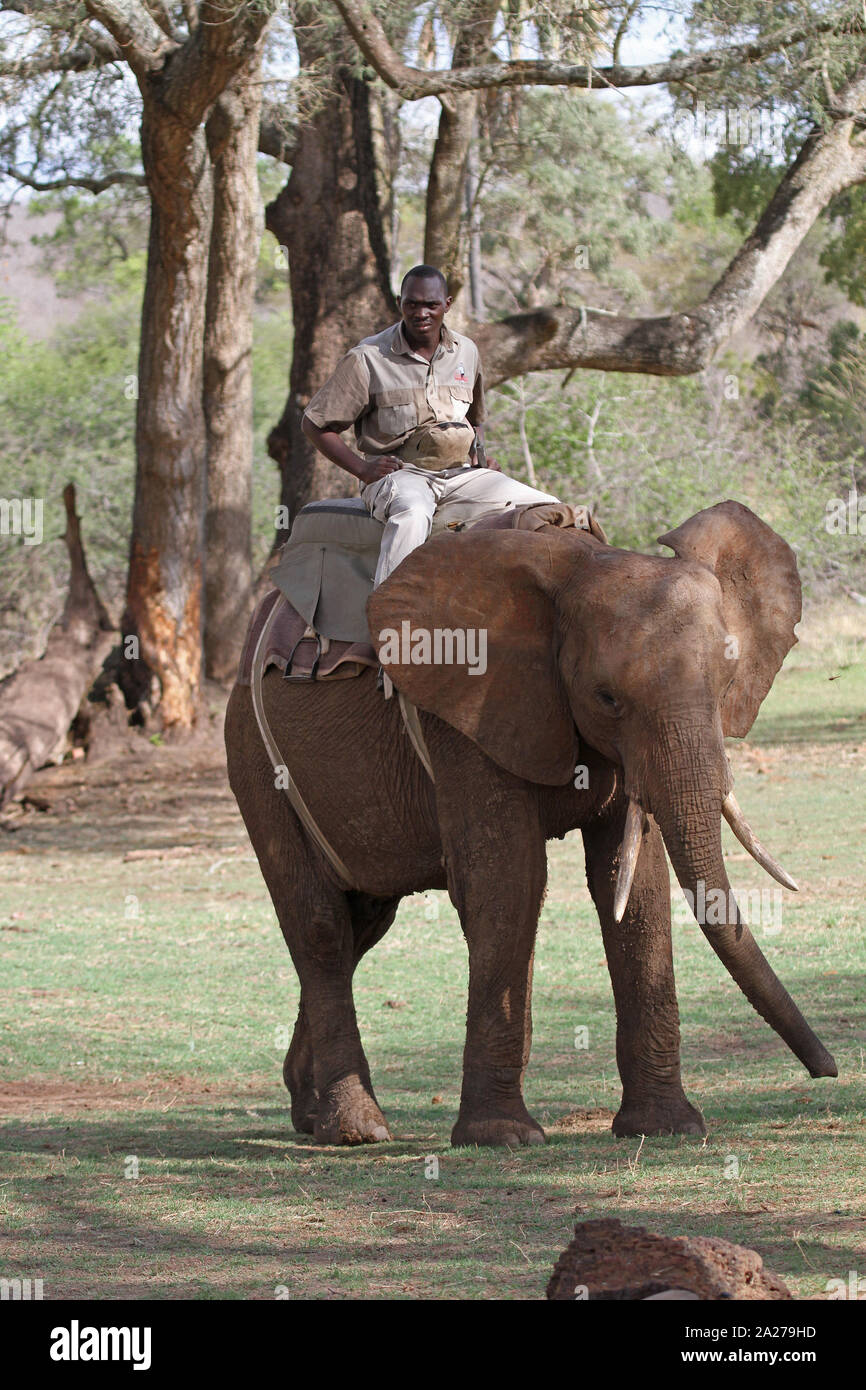 Elephant sitting back hi-res stock photography and images - Alamy