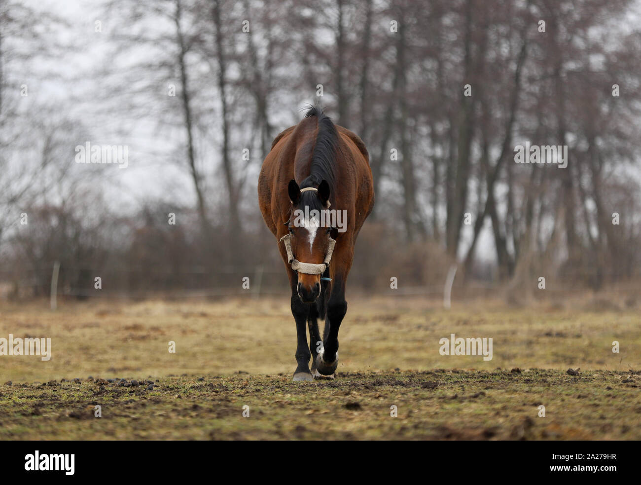 Horse breeding thoroughbred hi-res stock photography and images - Alamy