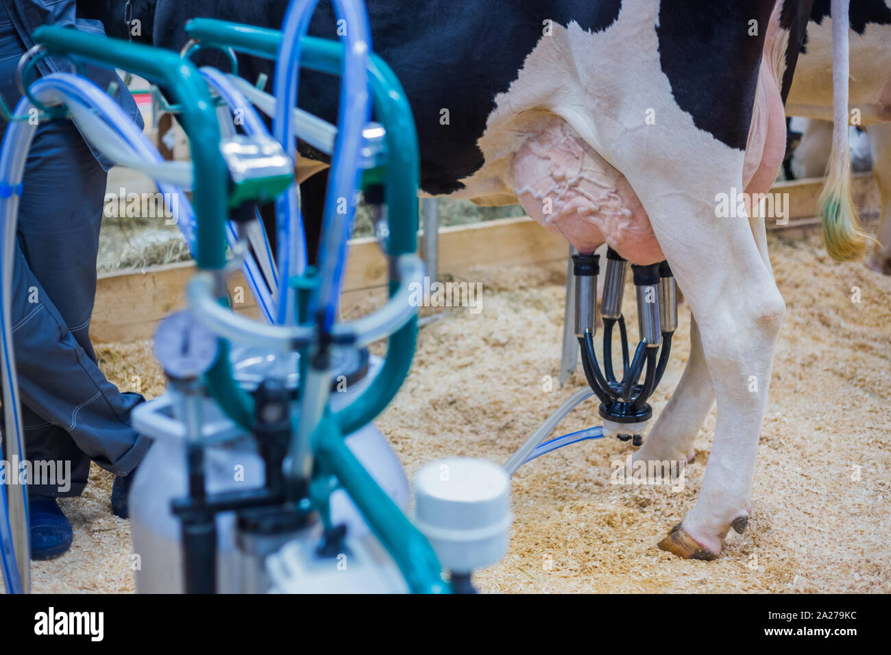 Automated milking equipment at dairy farm Stock Photo - Alamy