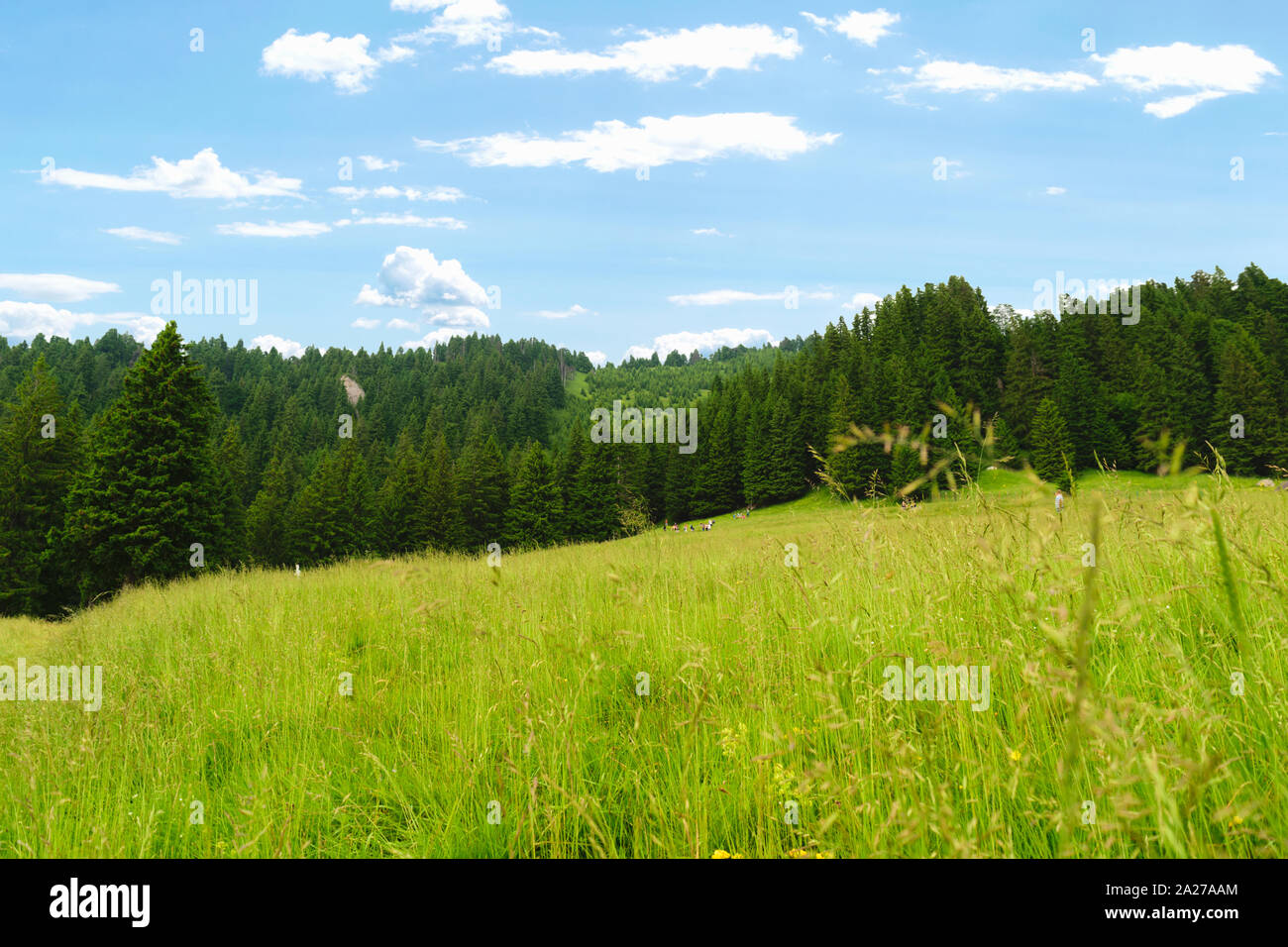 scenic landscape of sub mountain area with large open grass field and ...