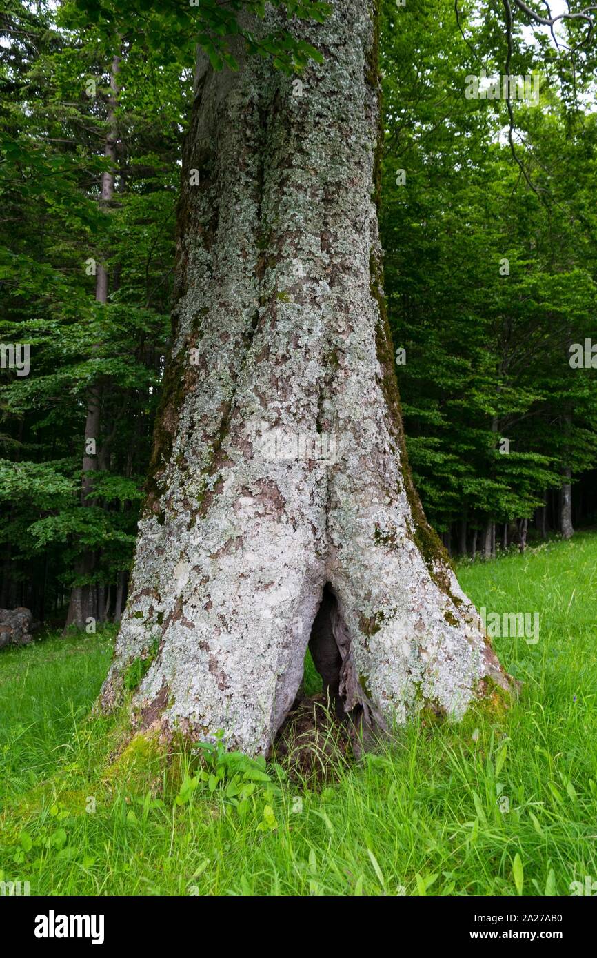 Split tree trunk hi-res stock photography and images - Alamy
