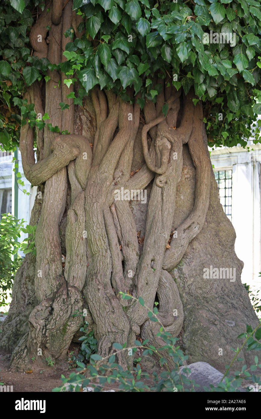 Hanging vines arch hi-res stock photography and images - Alamy