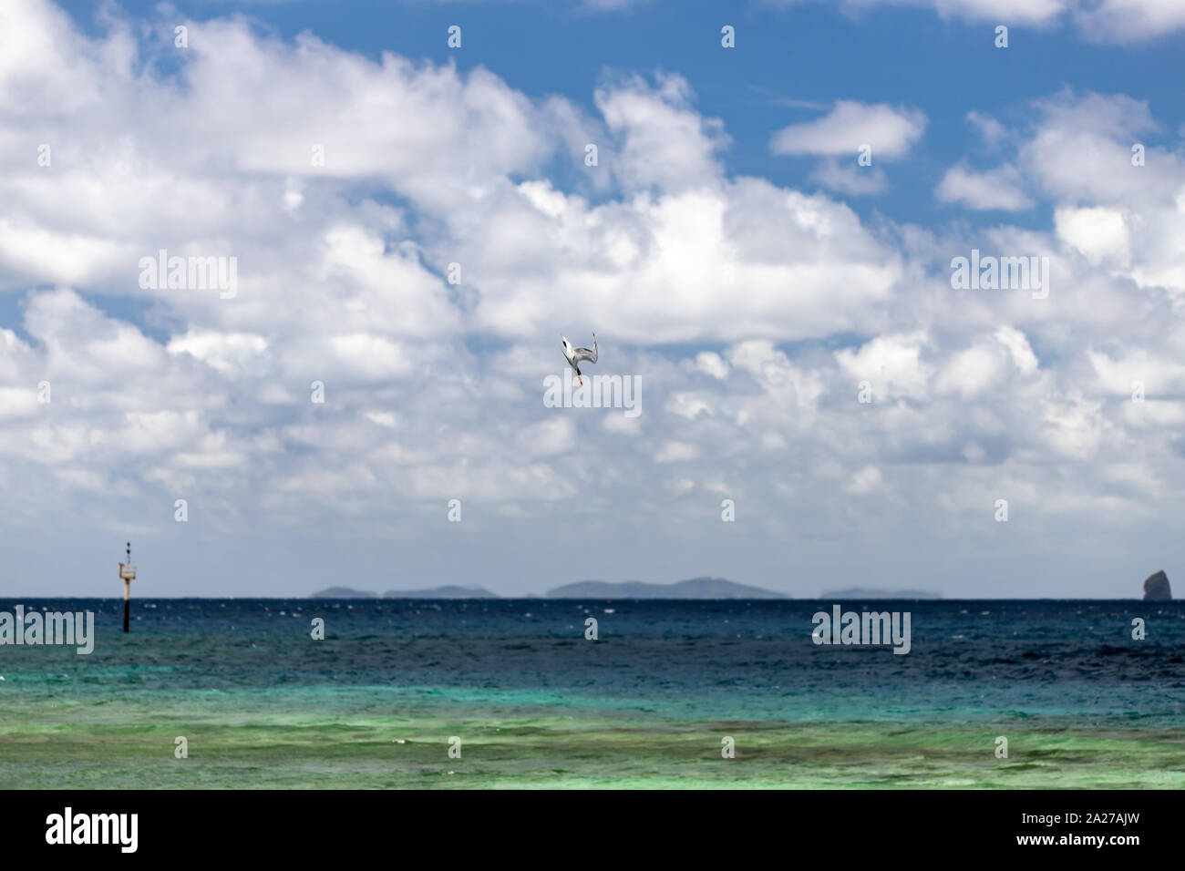 St. Vincent and the Grenadines. Seagull fishing Stock Photo - Alamy