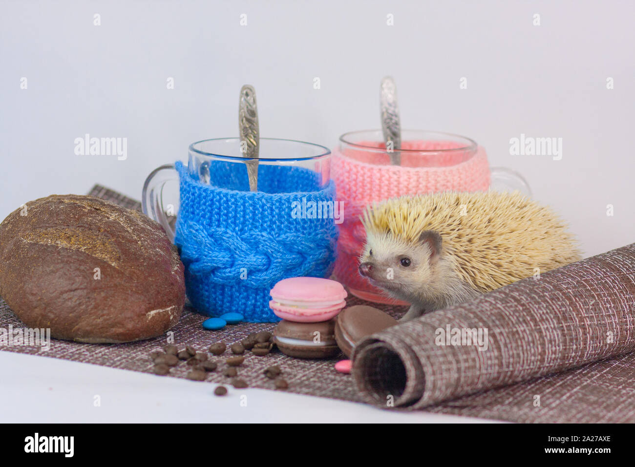 The concept of morning coffee. Hedgehog sitting in a glass. Rodent on ...