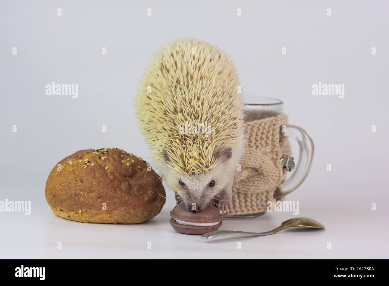 Concept of coffee pause. Hedgehog sitting in a glass. Rodent on the ...