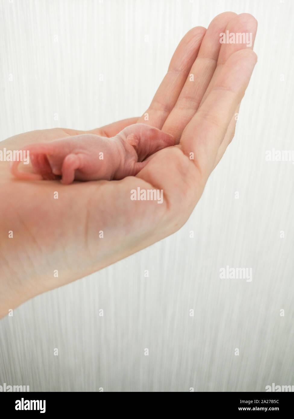 A newborn mouse lies on a human hand. The young rat is sleeping on the ...