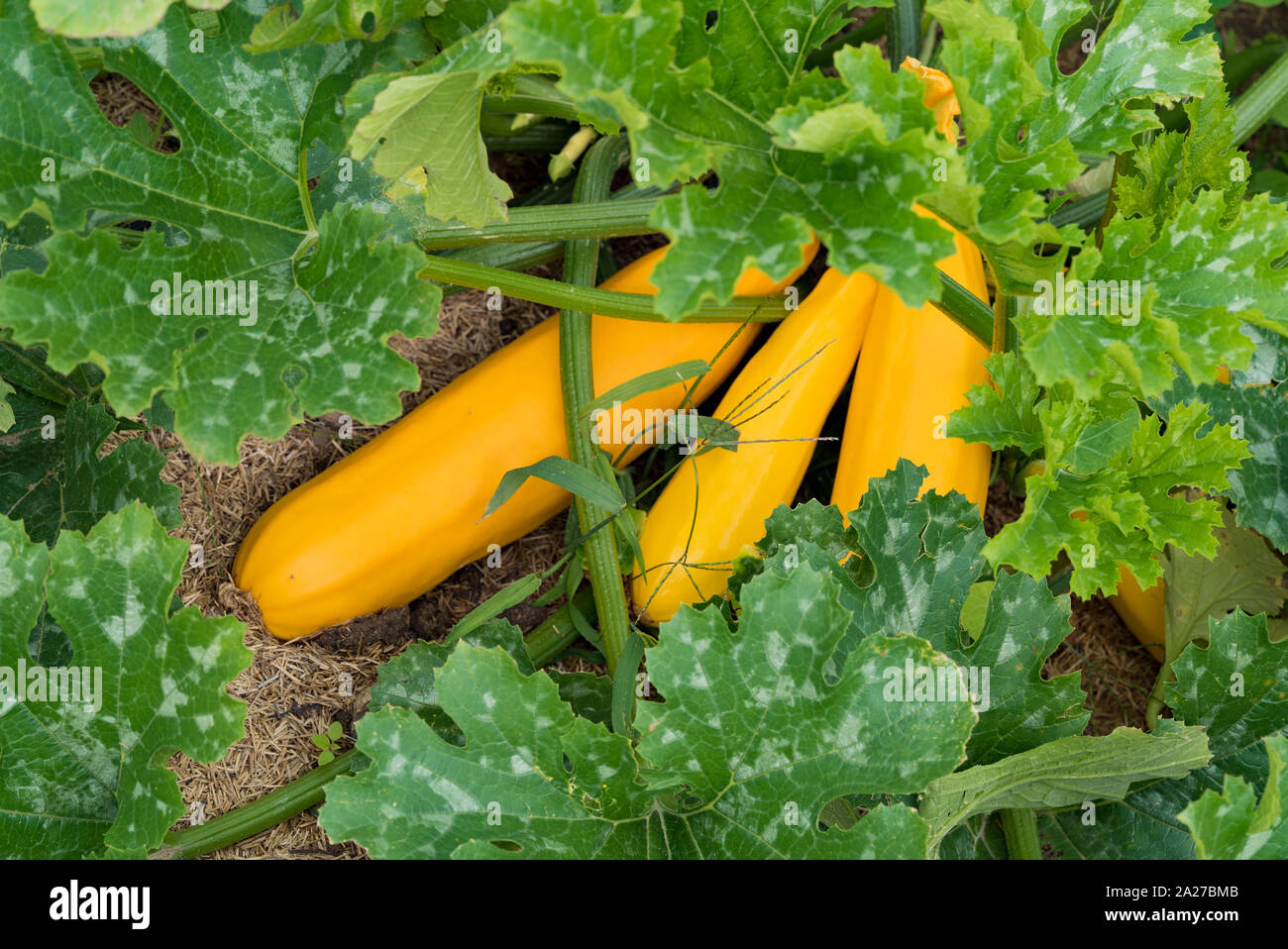 A close up view of large organic yellow squash ripening in a healthy ...