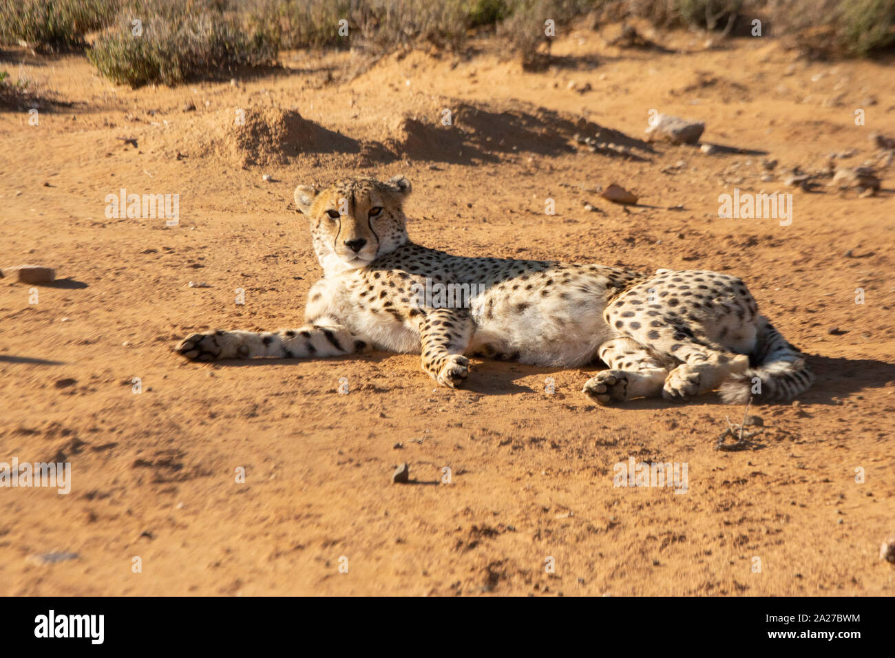 Cheetah lying in desert sand hi-res stock photography and images - Alamy