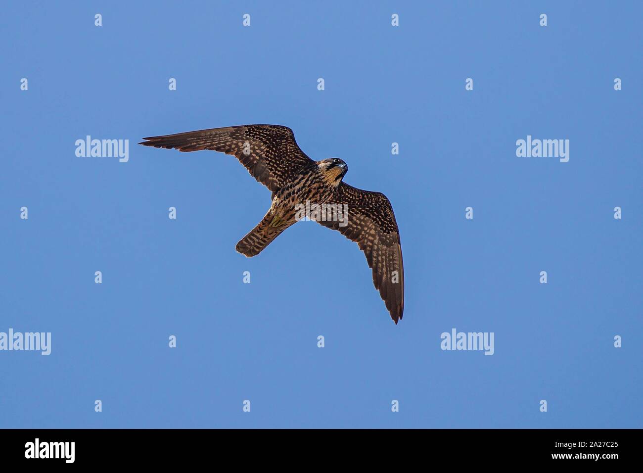 Immature light morph hi-res stock photography and images - Alamy