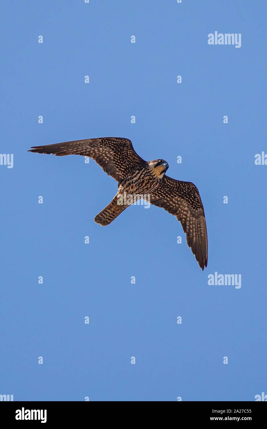 Eleonora's falcon (Falco eleonorae), immature female light morph flying ...