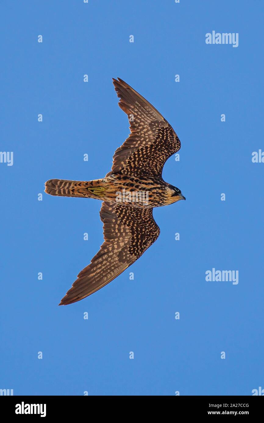 Flying immature falcon hi-res stock photography and images - Alamy